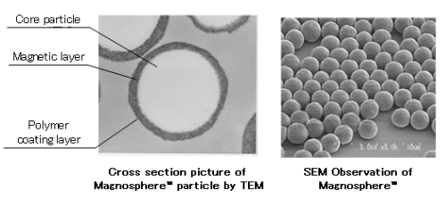 Magnosphere | Magnetic Microparticles for Life Science Applications